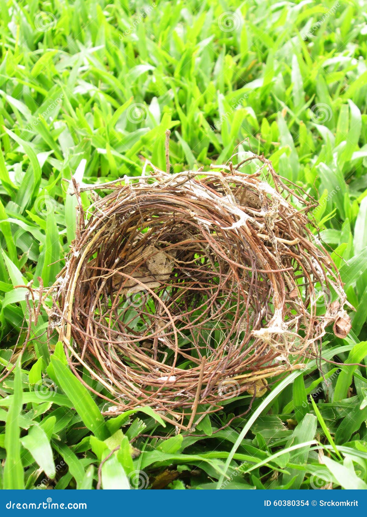 Nest on the grass stock photo. Image of residential, green - 60380354