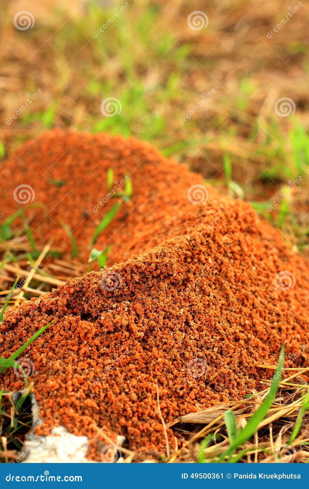 Nest on Green Grass at the Park Stock Image - Image of protection, nest ...