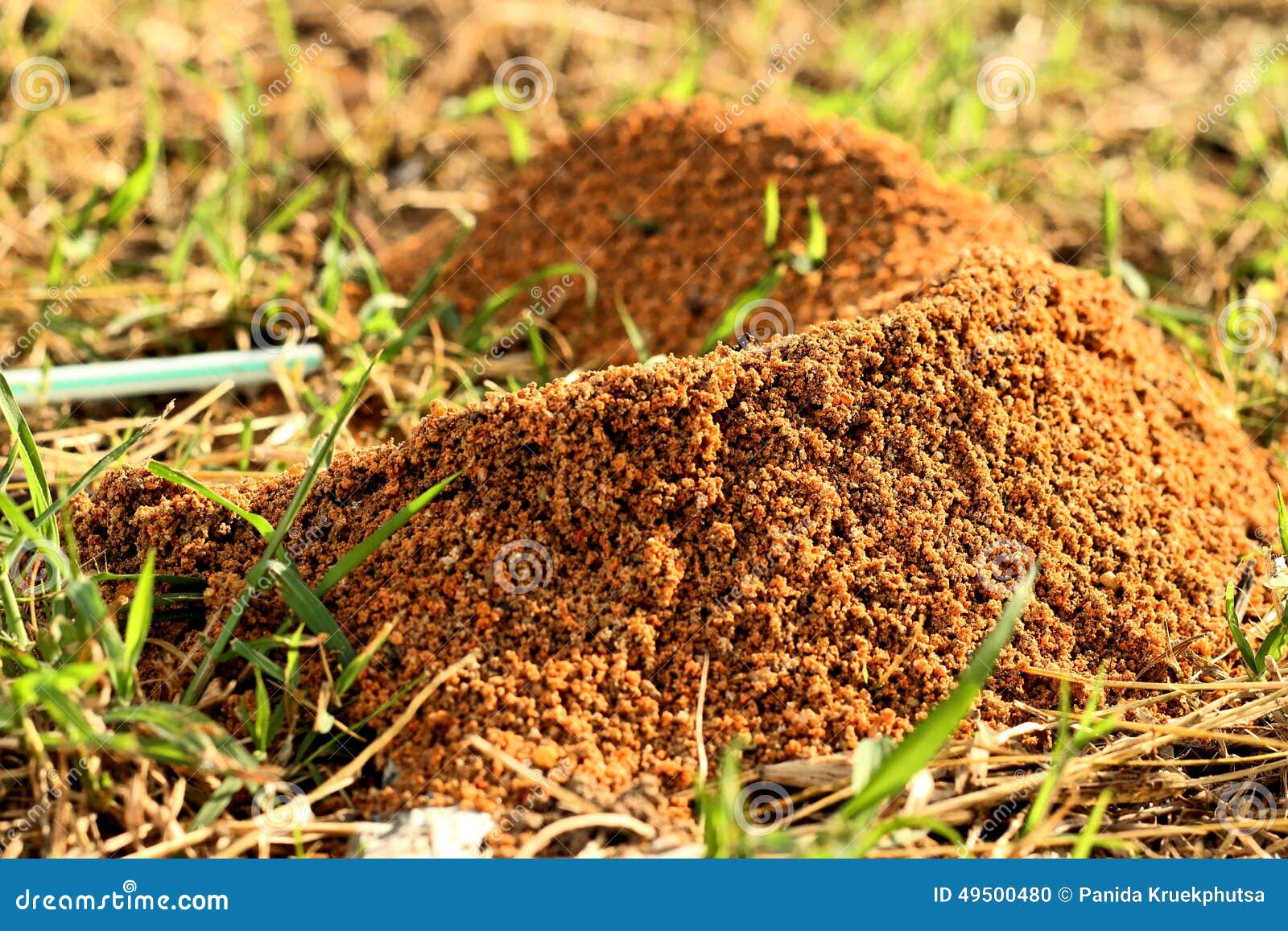Nest on Green Grass at the Park Stock Photo - Image of wild, outdoors ...