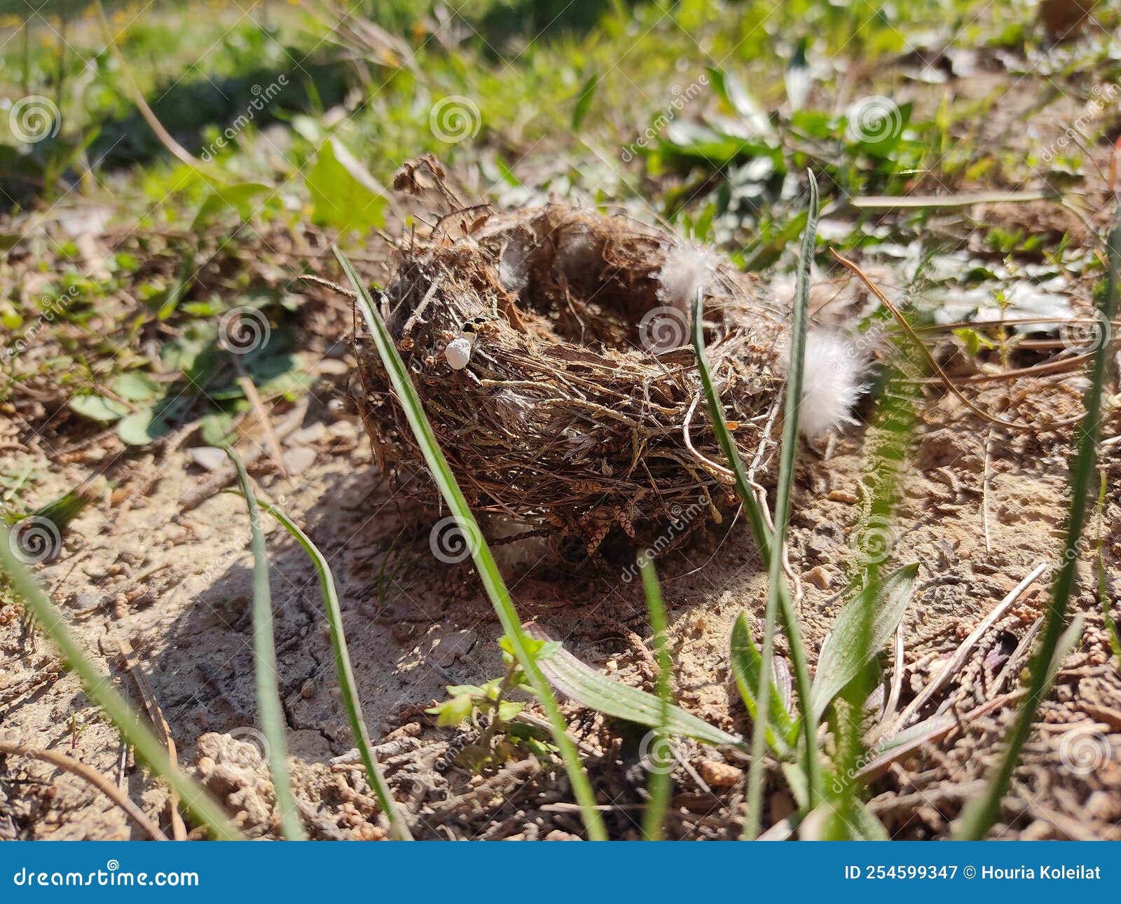 Nest stock image. Image of ground, animal, nature, nest - 254599347