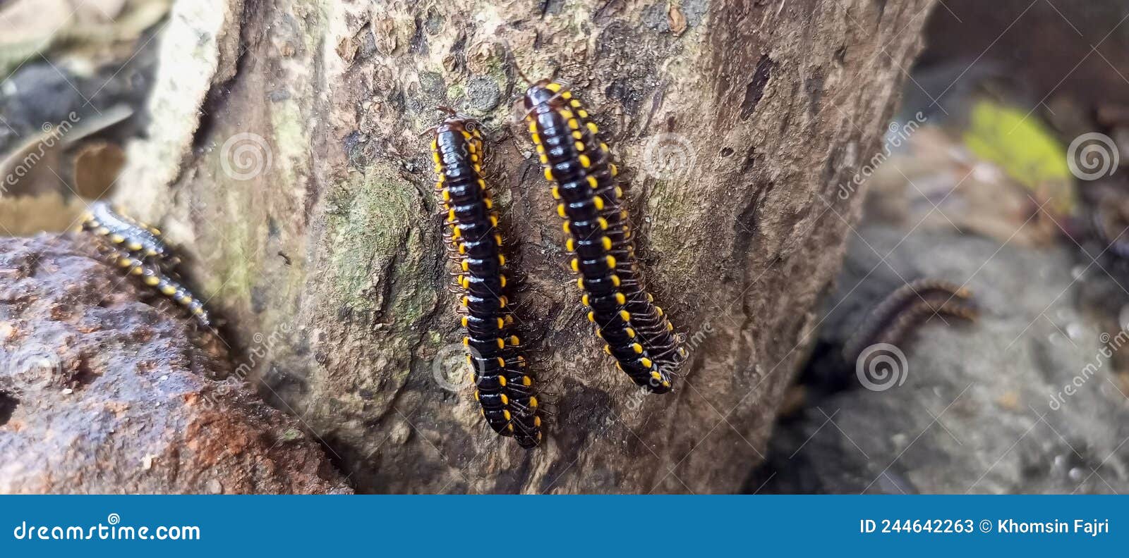 Nest of a Group of Millipedes with Black and Yellow Stripes Walking on Tree Trunks Stock Image ...