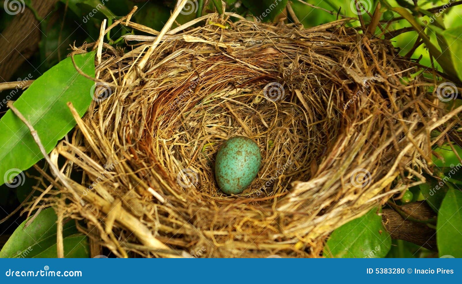 Nest hidden in the tree. stock photo. Image of forest - 5383280