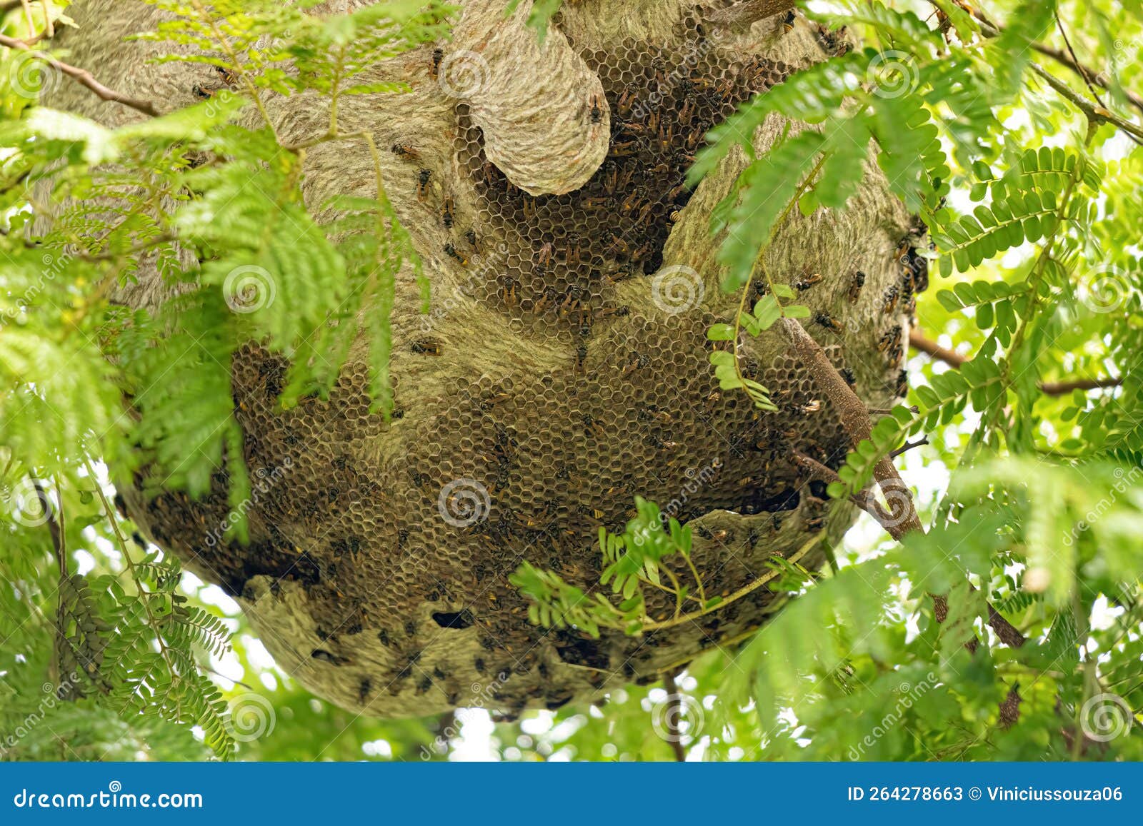 Nest of Honey Wasps stock image. Image of natural, nature - 264278663