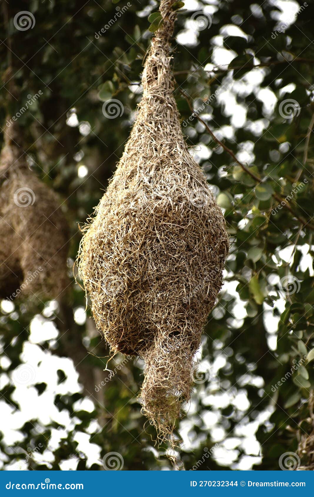 Nest - House of birds stock photo. Image of invertebrate - 270232344