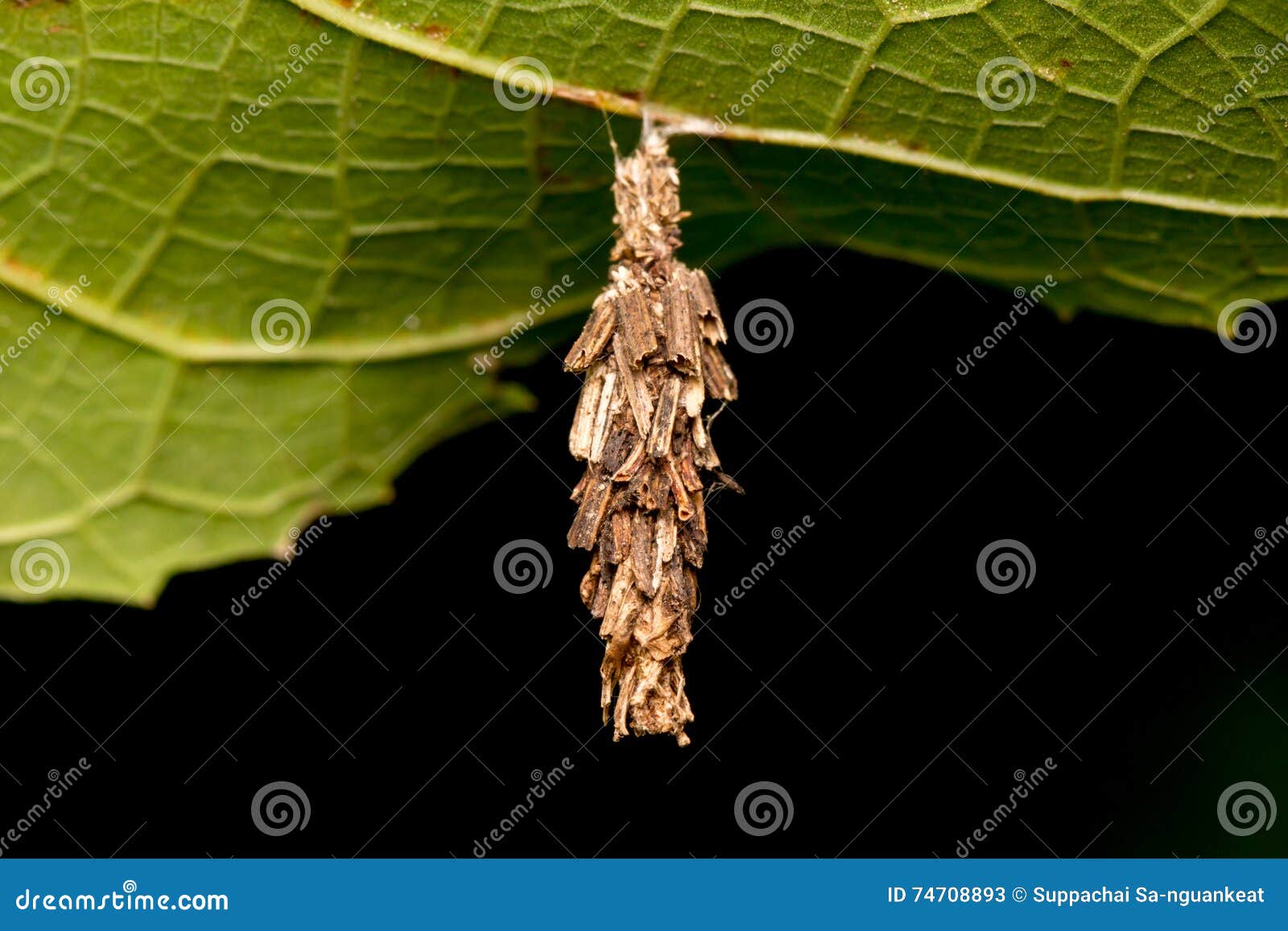 Nest of insect on leaf stock image. Image of brown, entrance - 74708893