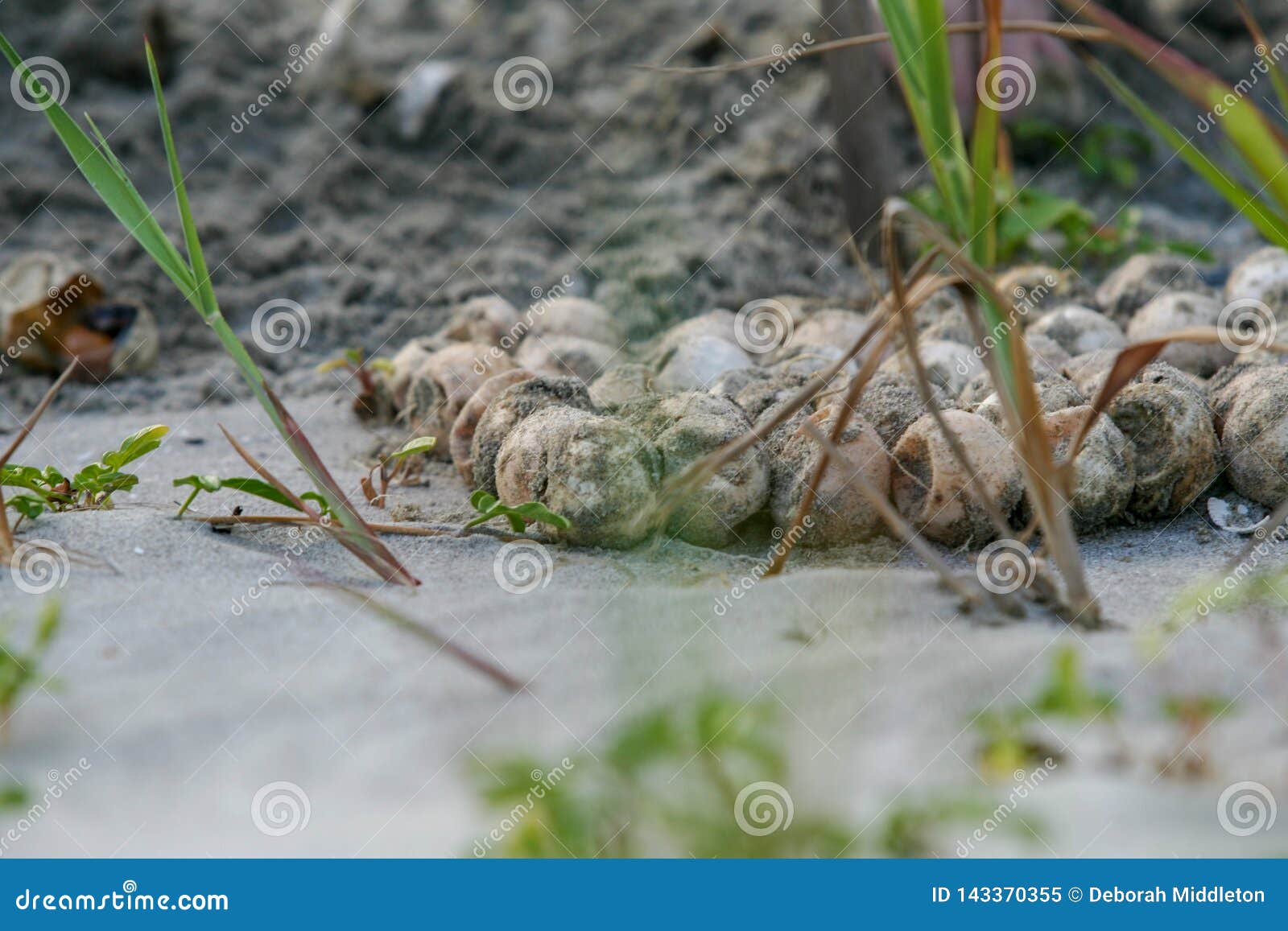 Nest Inventory of Loggerhead Sea Turtle Eggs Stock Image - Image of ...