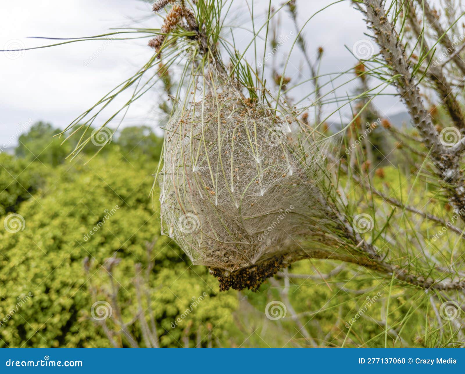 The Nest Made by Invasive and Harmful Processionary Insects in the ...