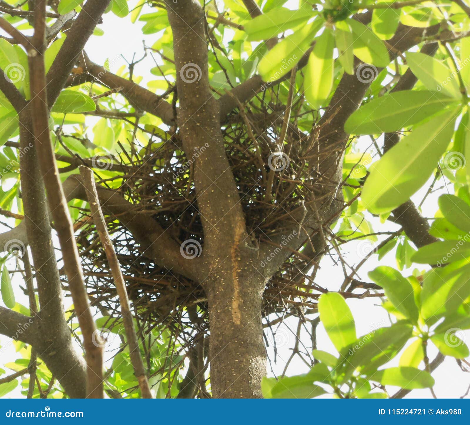 Nest Made of Small Dry Twigs on a Tree in Natural Habitat Stock Image ... Nest Made of Small Dry Twigs on a Tree in Natural Habitat Stock Image ...