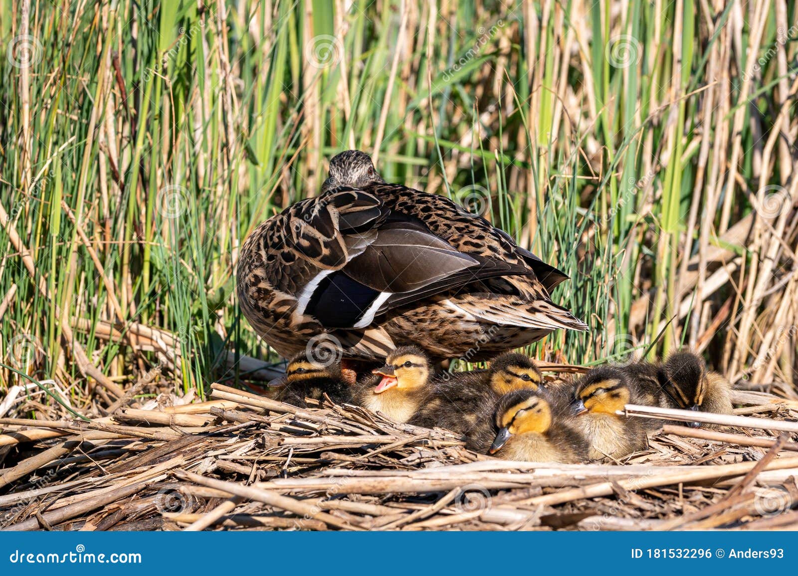 Mallard Ducklings Sleeping on a Nest of Reeds with Mother Duck Keeping ...