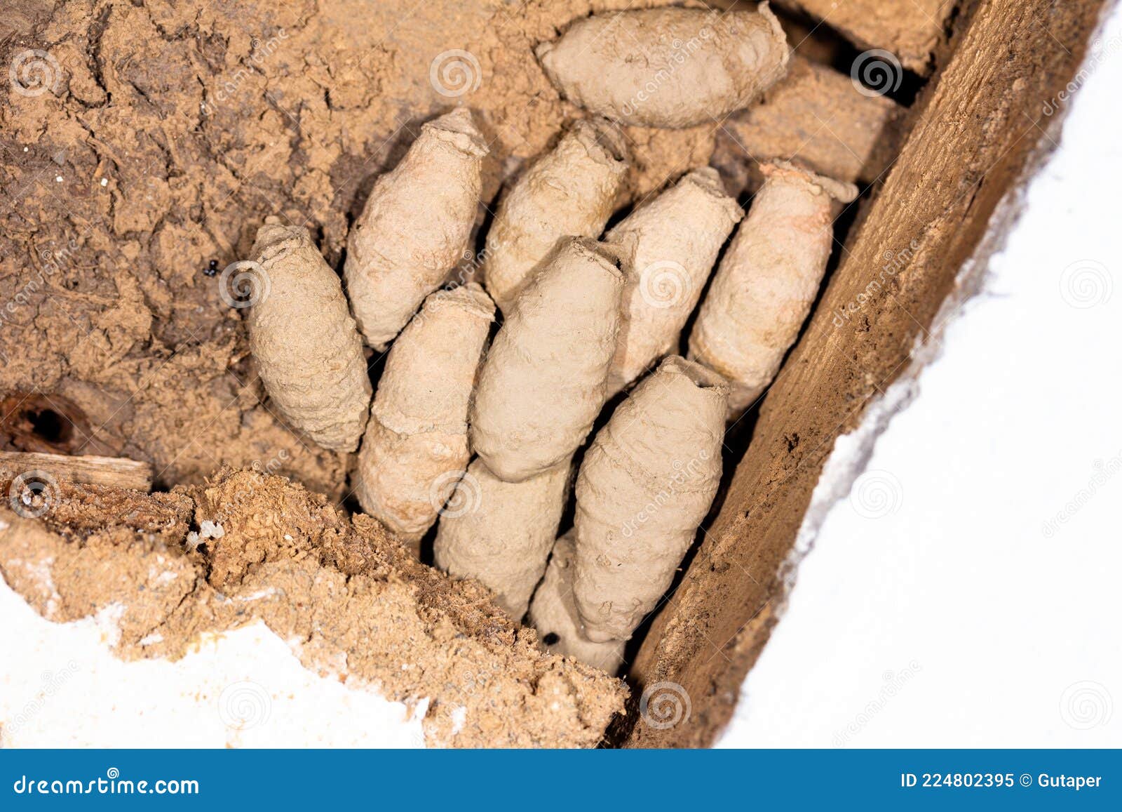 Nest with Mud Wasp (Sceliphron) Larvae in Mud Cocoons on the Wall of an ...
