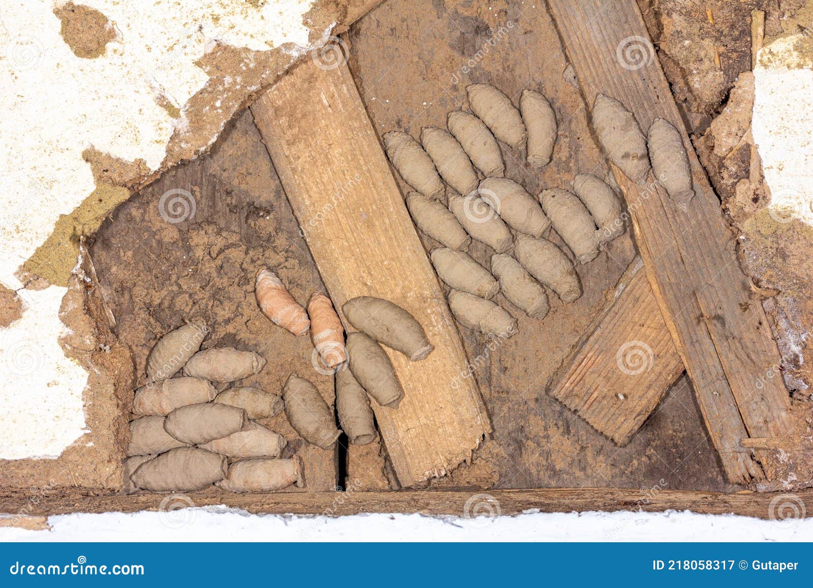 Cocoons Of A Wasp With A Parasitized And Paralyzed Caterpillar Stock ...