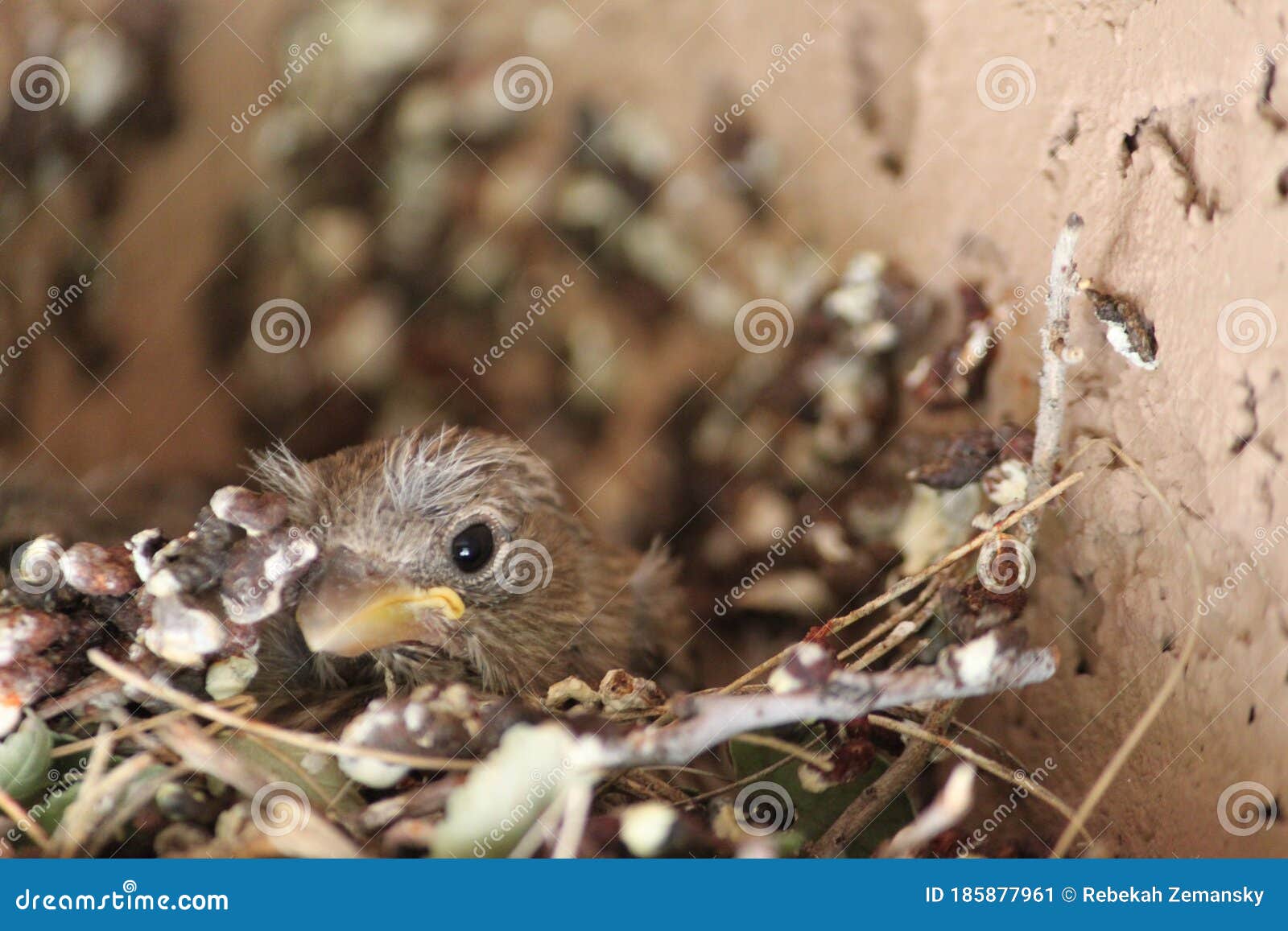 Fledgling sparrows 9854 stock image. Image of high, arizona - 185877961
