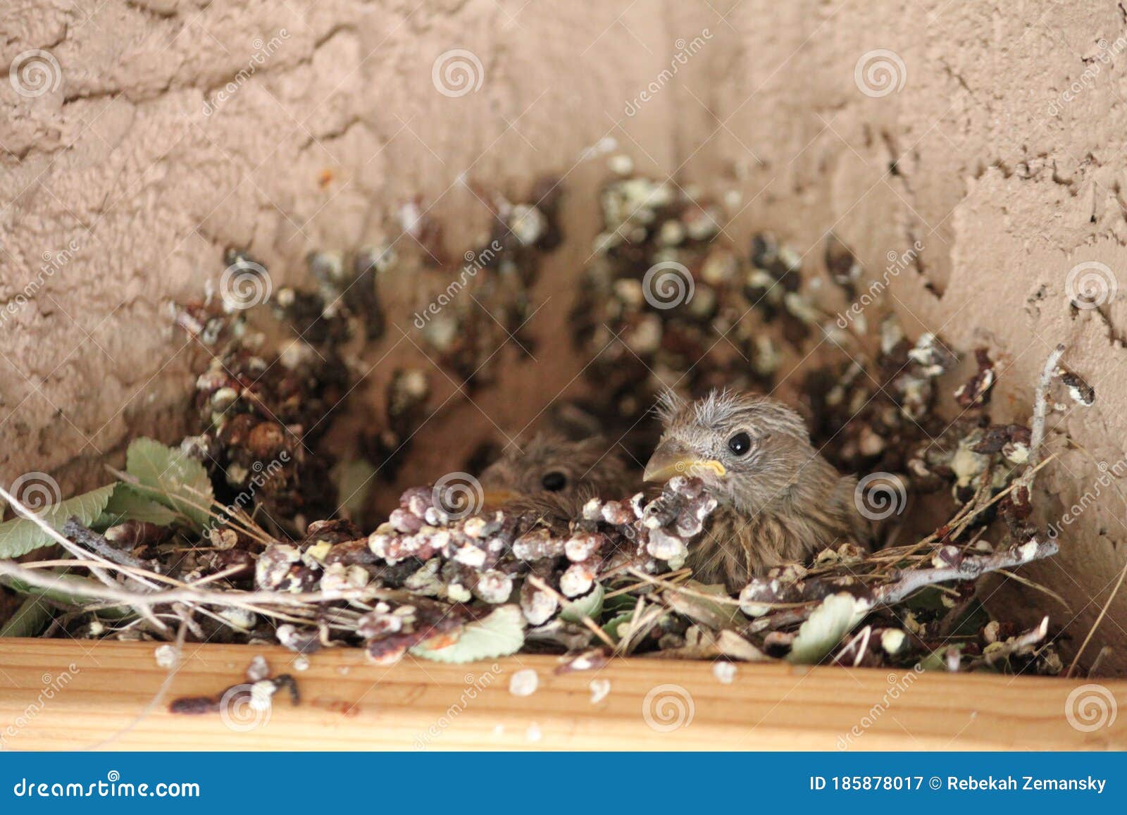 Fledgling sparrows 9856 stock image. Image of fledgling - 185878017