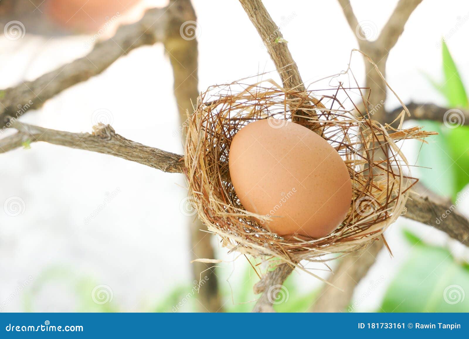 A Nest with One Egg on Branches Stock Image - Image of natural, animal ...