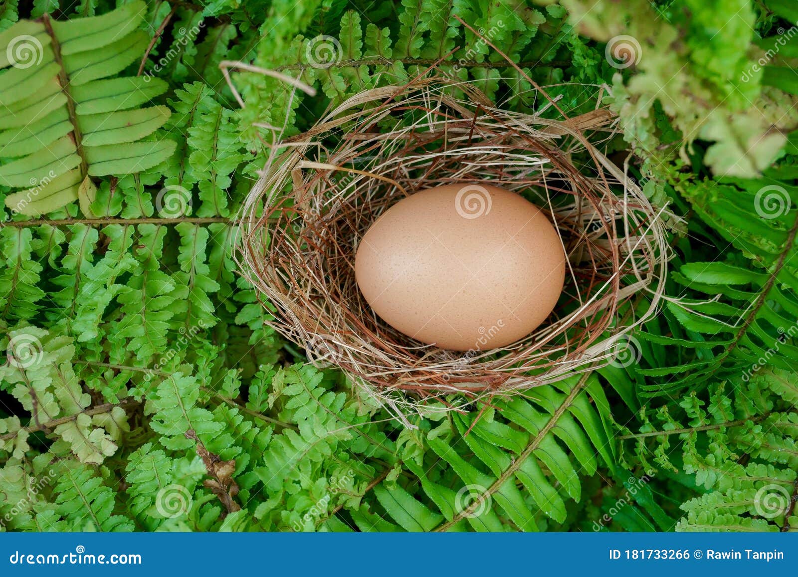 A Nest with One Egg on Green Plants in Forest Stock Photo - Image of ...
