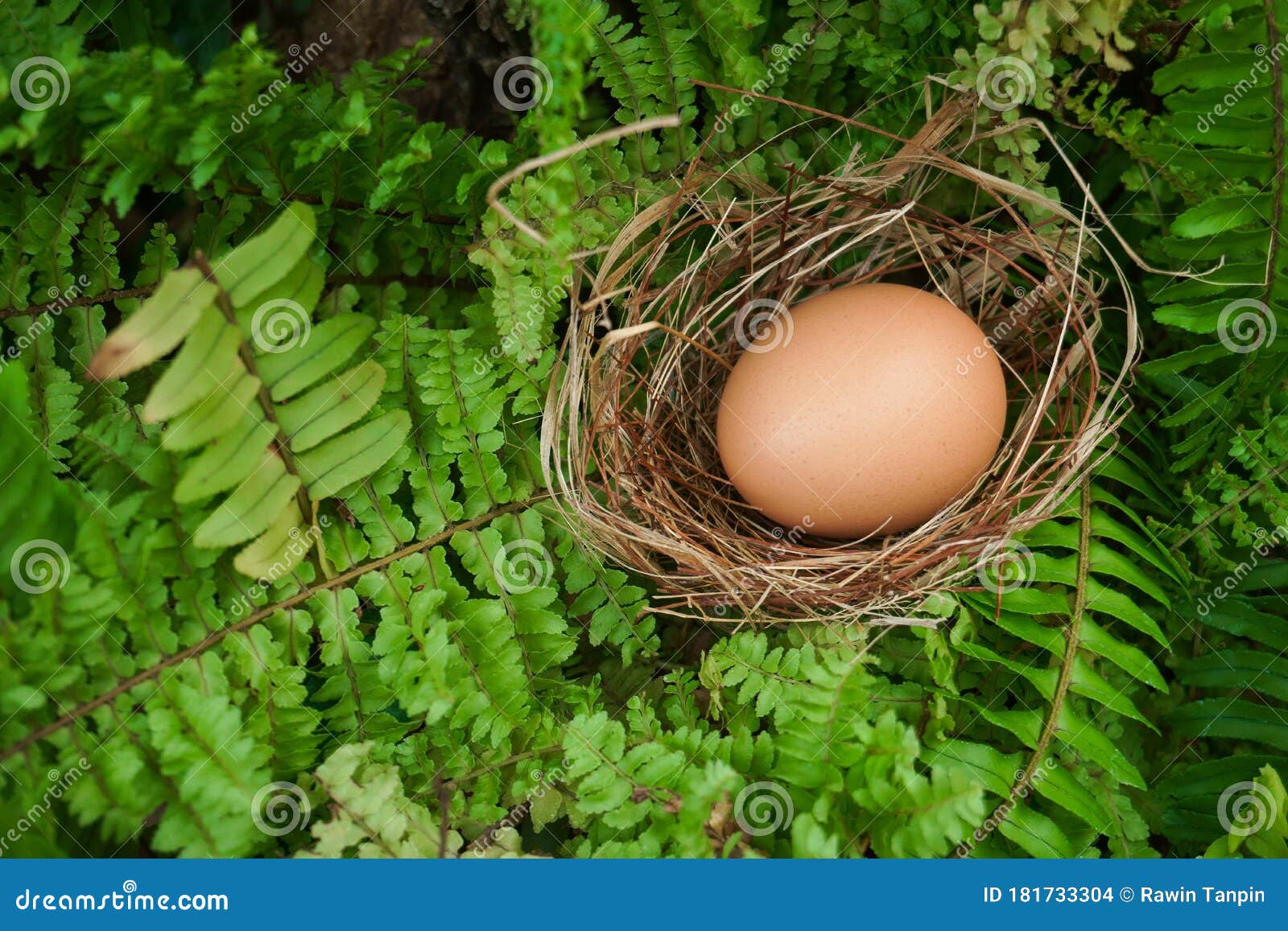 A Nest with One Egg on Green Plants in the Forest Stock Photo - Image ...