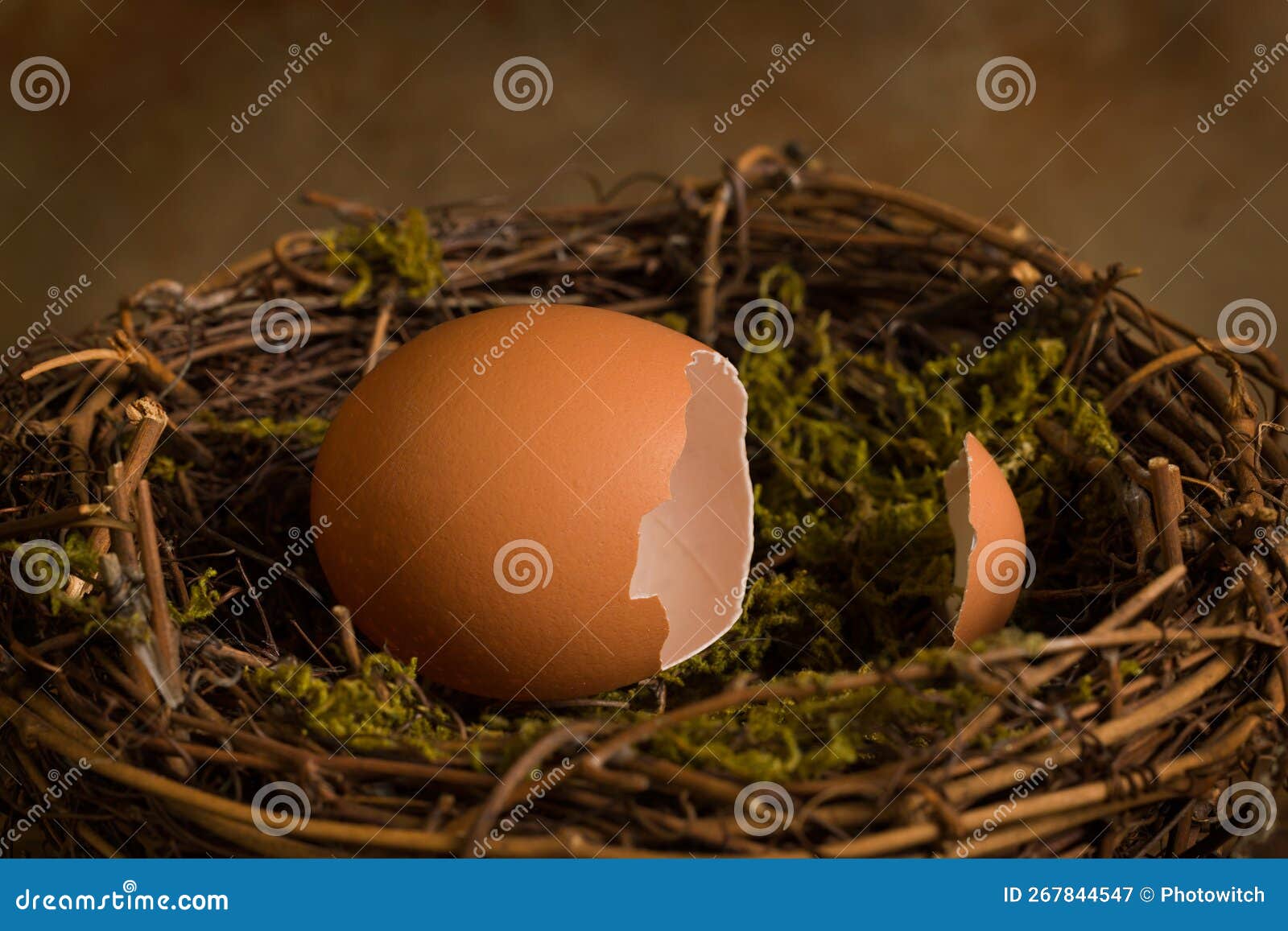 Nest with Open Egg for Digital Composites Stock Image - Image of ...