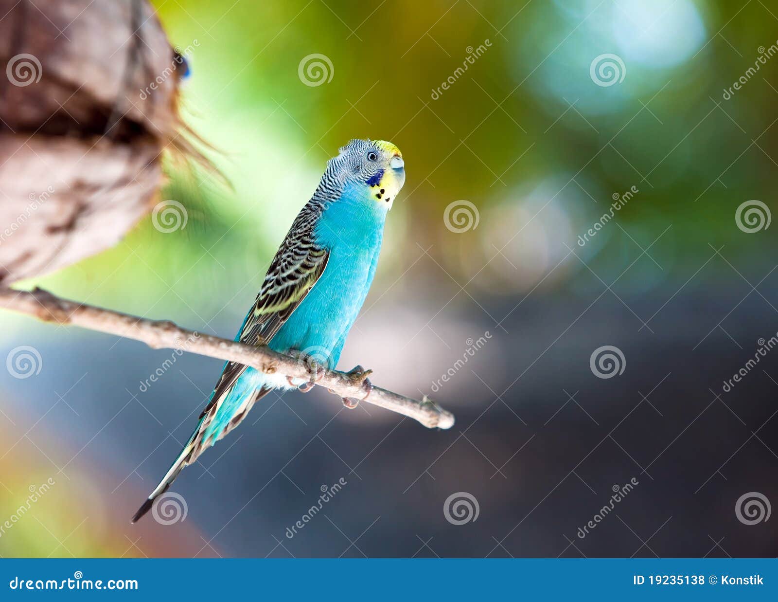 Nest Out of Focus and a Shell Parakeet on a Branch Stock Photo - Image ...