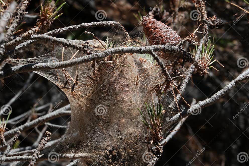Nest of Pine Processionary Larvae in Tree Stock Photo - Image of hairs ...