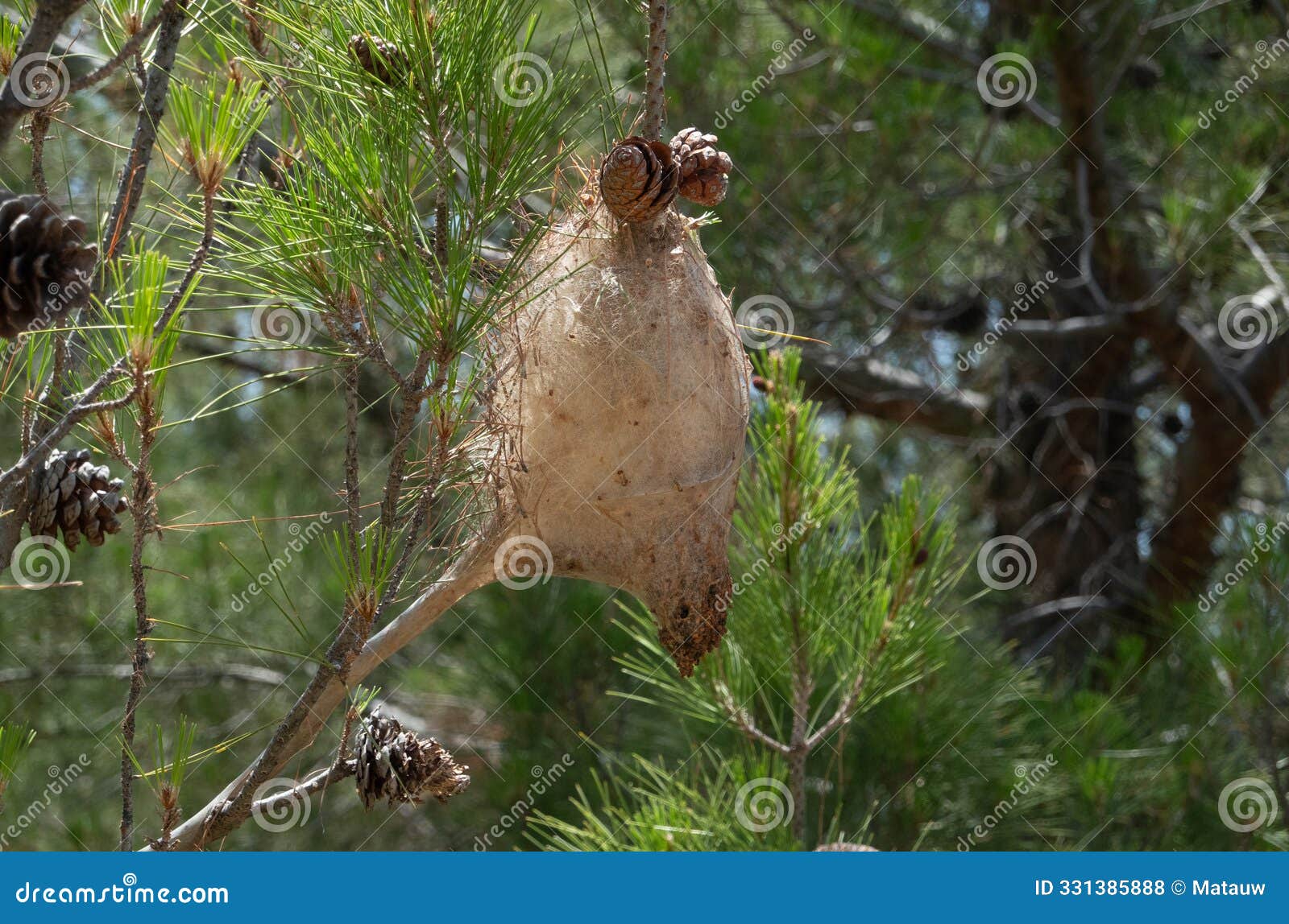 Nest of Pine Processionary Larvae in Tree Stock Photo - Image of nest ...