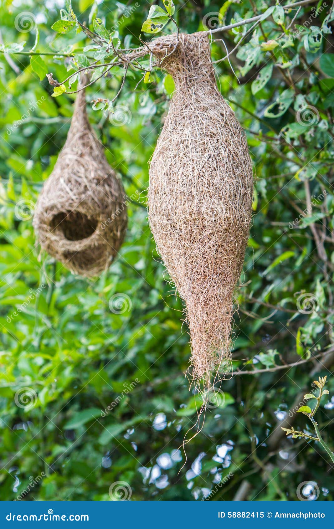 Nest of Ploceus Philippinus. Stock Image - Image of leaves, basket ...