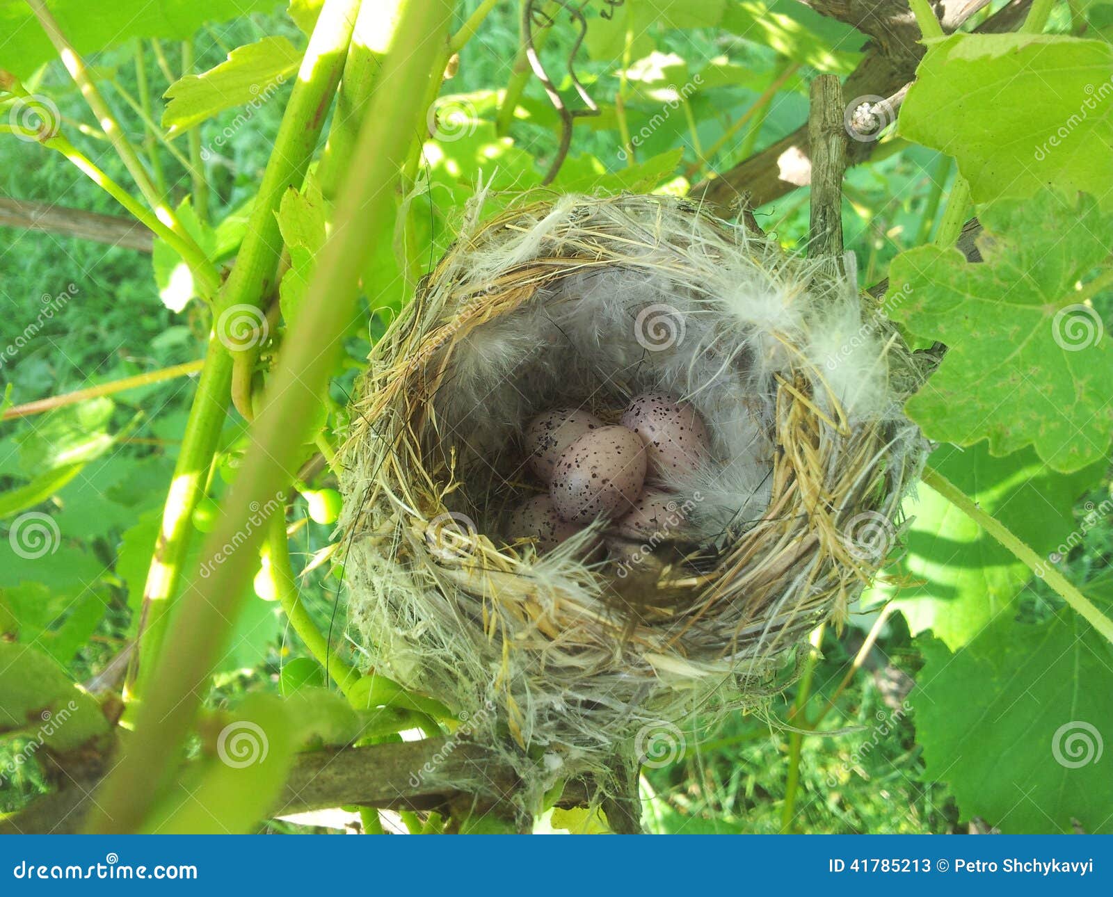 Nest small birds stock image. Image of advancing, days - 41785213