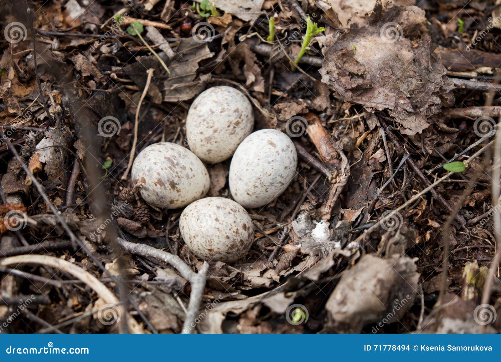 Nest with Speckled Eggs on the Ground Stock Photo - Image of animal ...