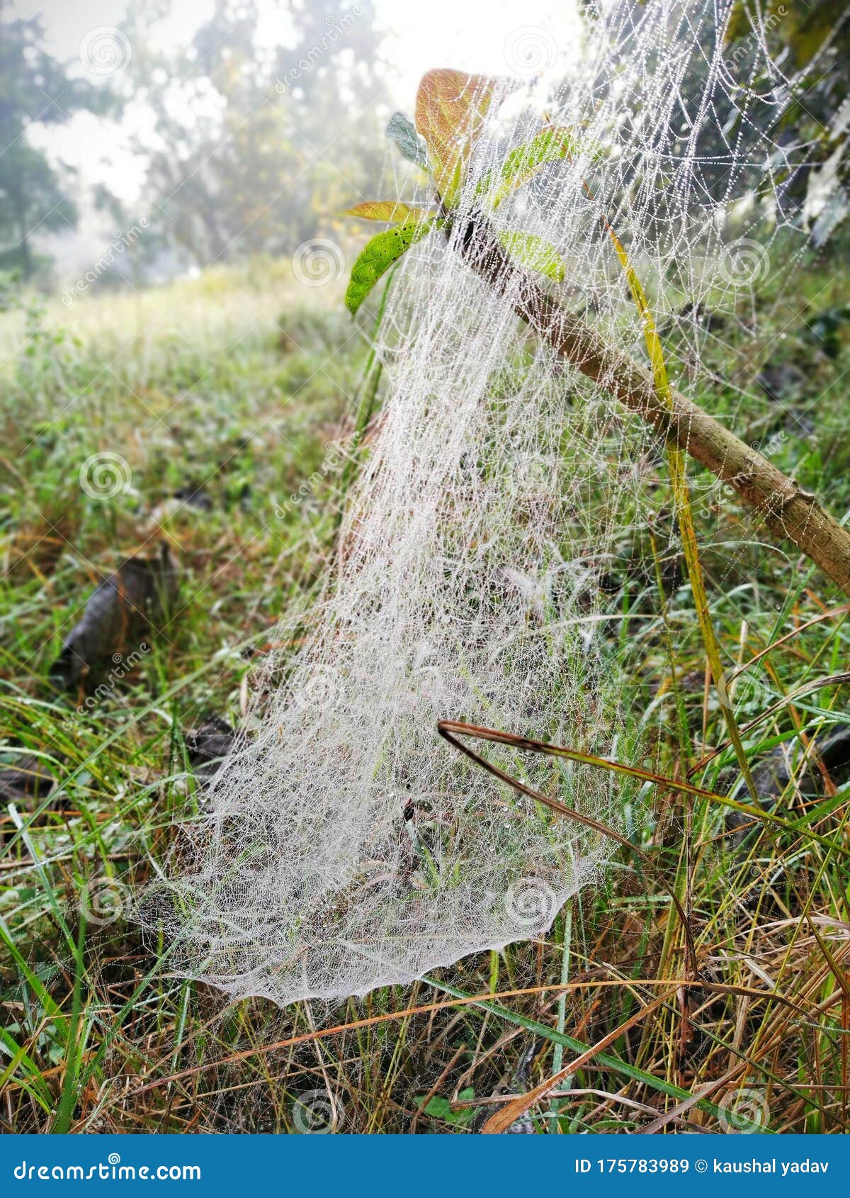 Nest of spider stock image. Image of spider, insect - 175783989