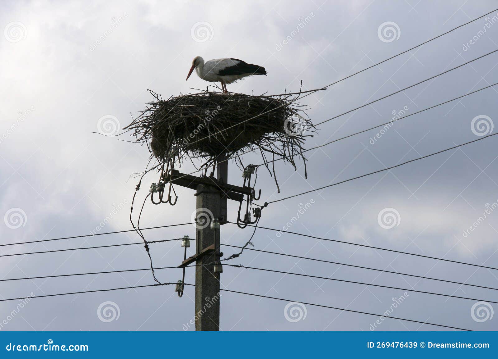 Nest with stork stock image. Image of wildlife, heaven - 269476439