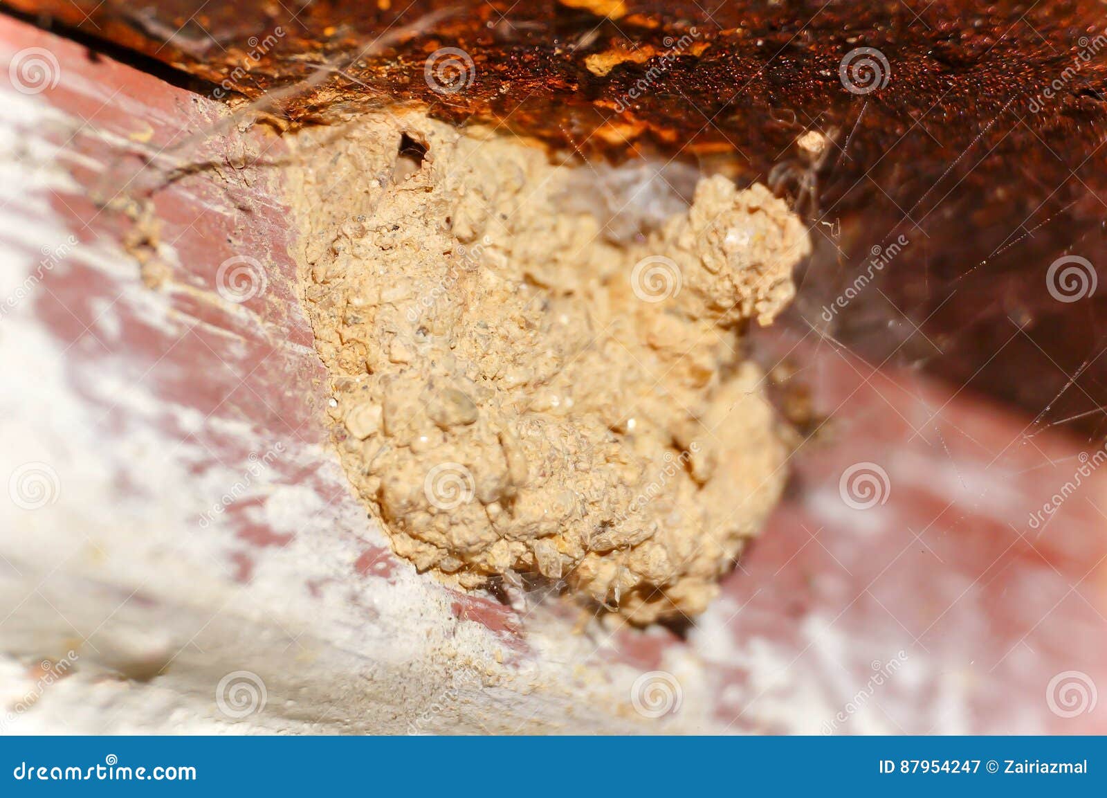 Nest termite stock image. Image of insect, nature, eater - 87954247