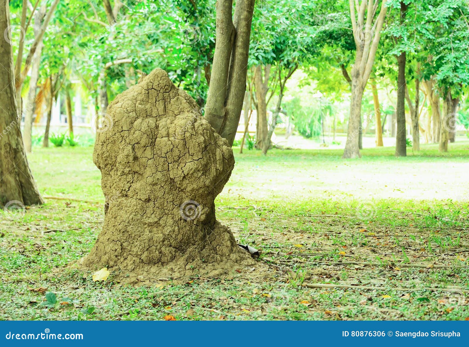 Nest of termites stock photo. Image of park, mounds, hill - 80876306