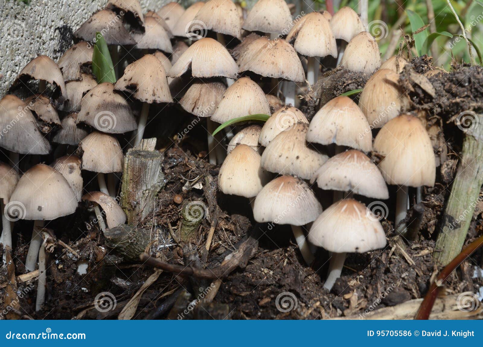 Nest of Toadstools stock photo. Image of prickles, green - 95705586