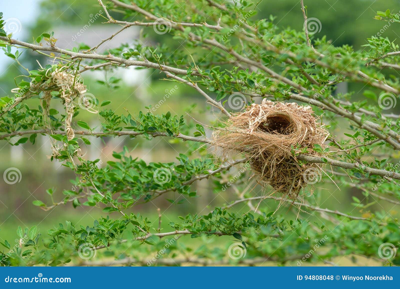 Nest on tree stock photo. Image of natural, straw, hang - 94808048