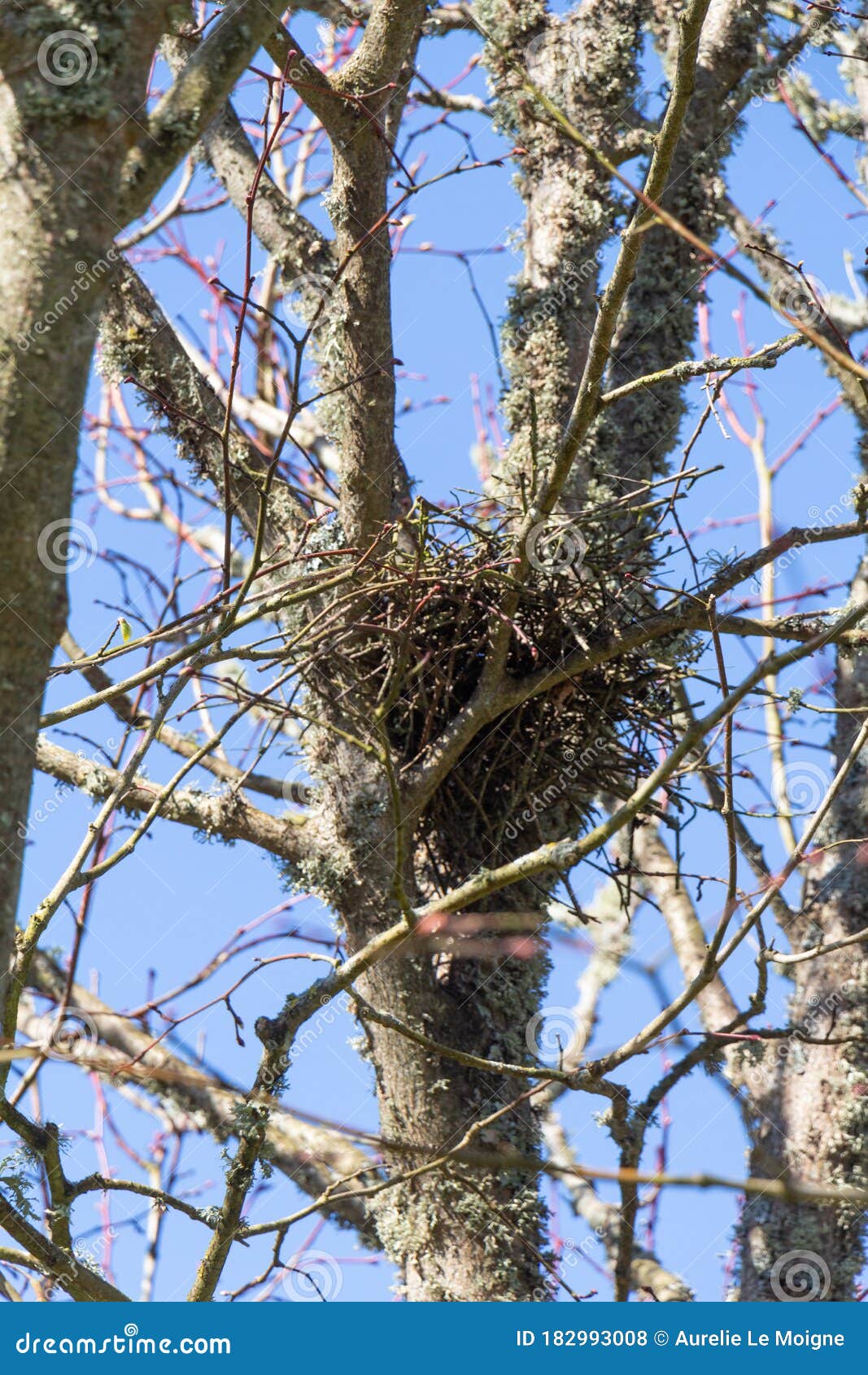 Nest in a tree stock photo. Image of life, branch, wild - 182993008