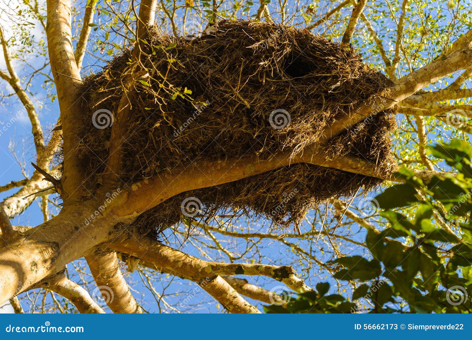 Nest on the tree stock image. Image of conservation, lush - 56662173