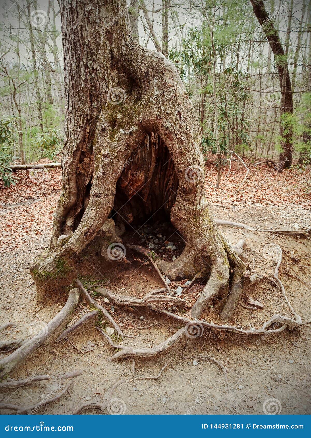 Nest in the trees stock image. Image of nest, hidden - 144931281