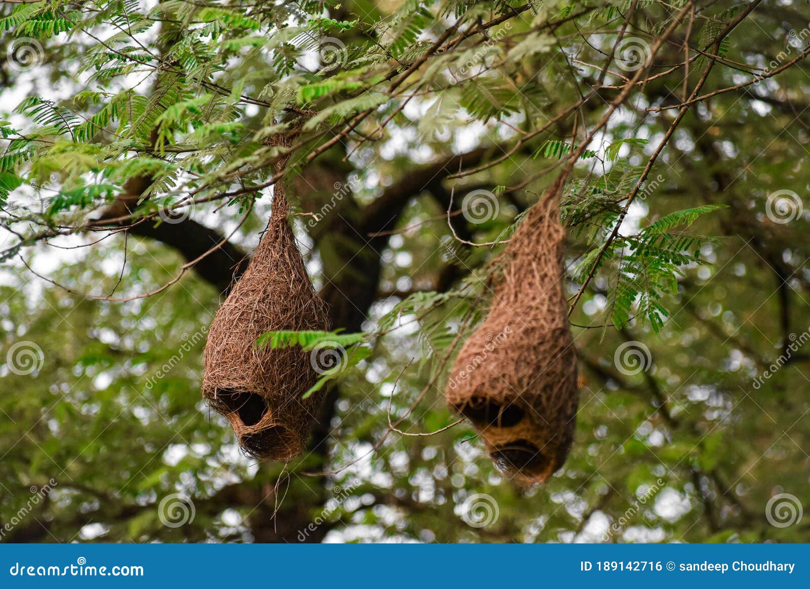 Nest under the tree stock photo. Image of produce, jungle - 189142716