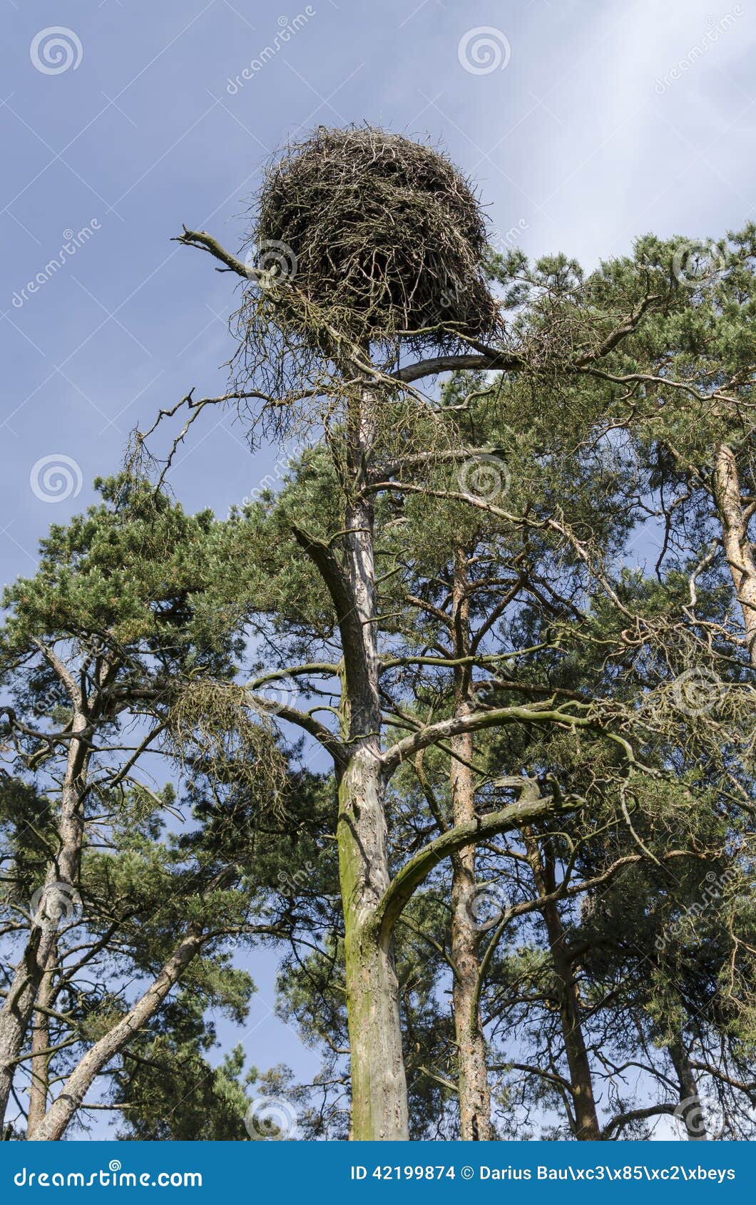 Nest stock photo. Image of nature, tree, wildlife, pinewood - 42199874