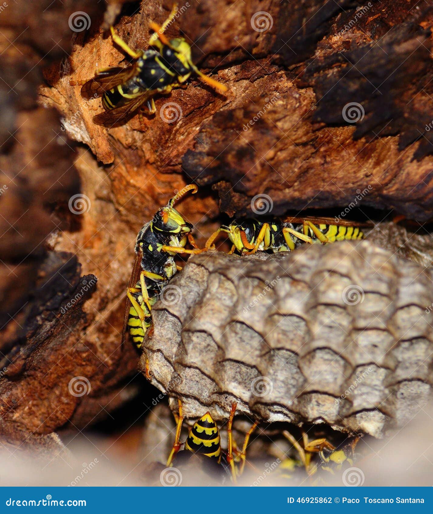 Nest of Wasps Inside Dry Tree Stock Photo - Image of ecology, live ...