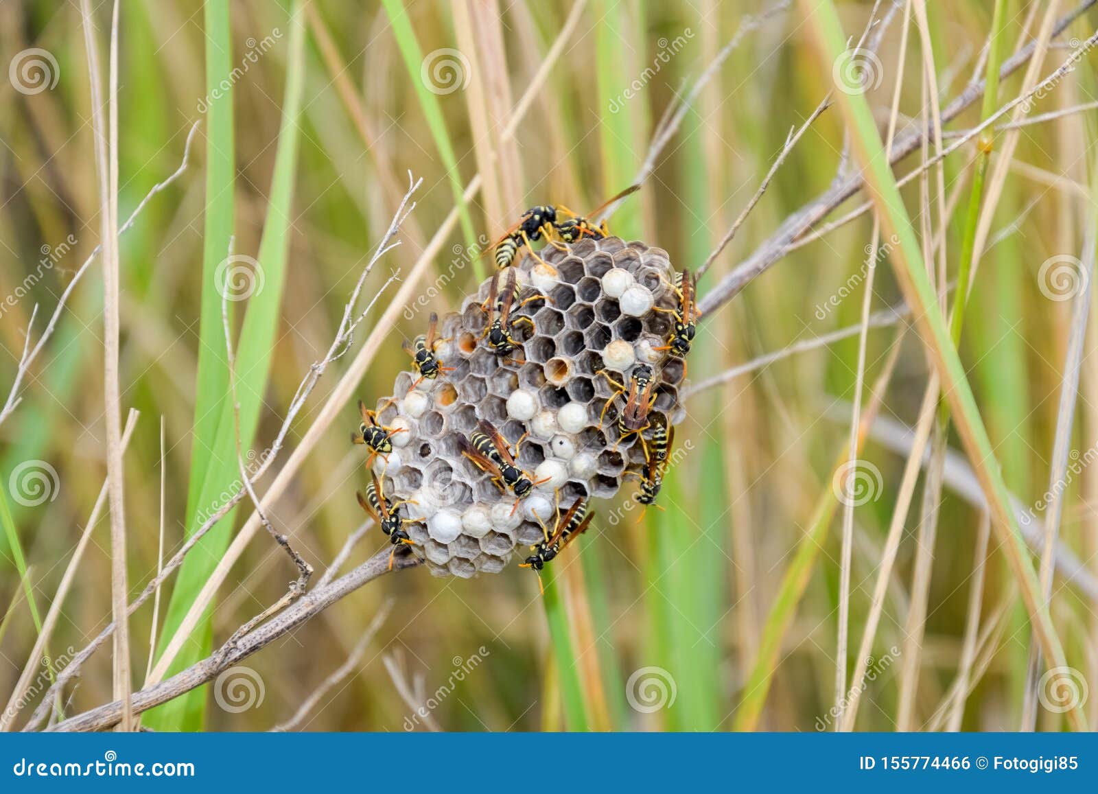 Nest of Wasps Polist in the Grass. Small View Wasp Polist Stock Photo ...