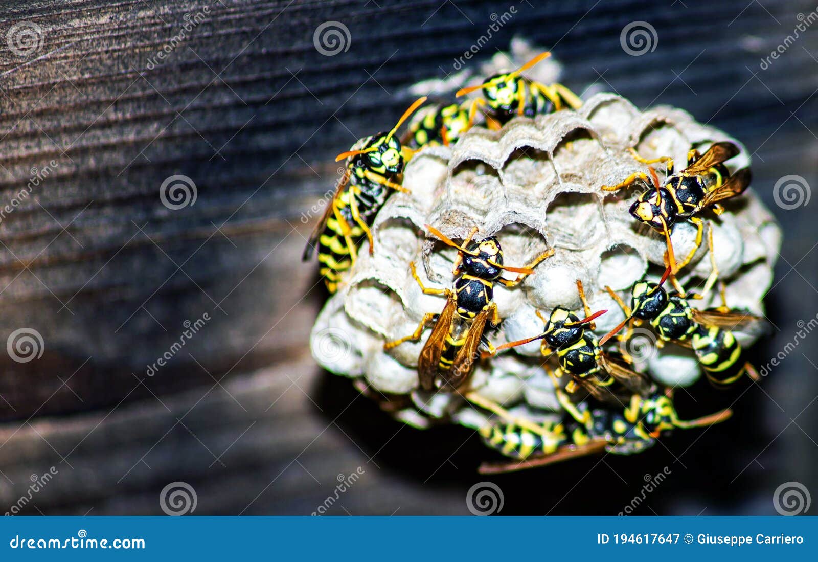 A Nest of Wasps is Quite Simple To Recognize: it is a Small Structure ...