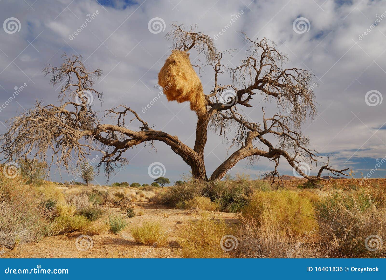 Nest of Weber Birds stock photo. Image of nature, holiday - 16401836