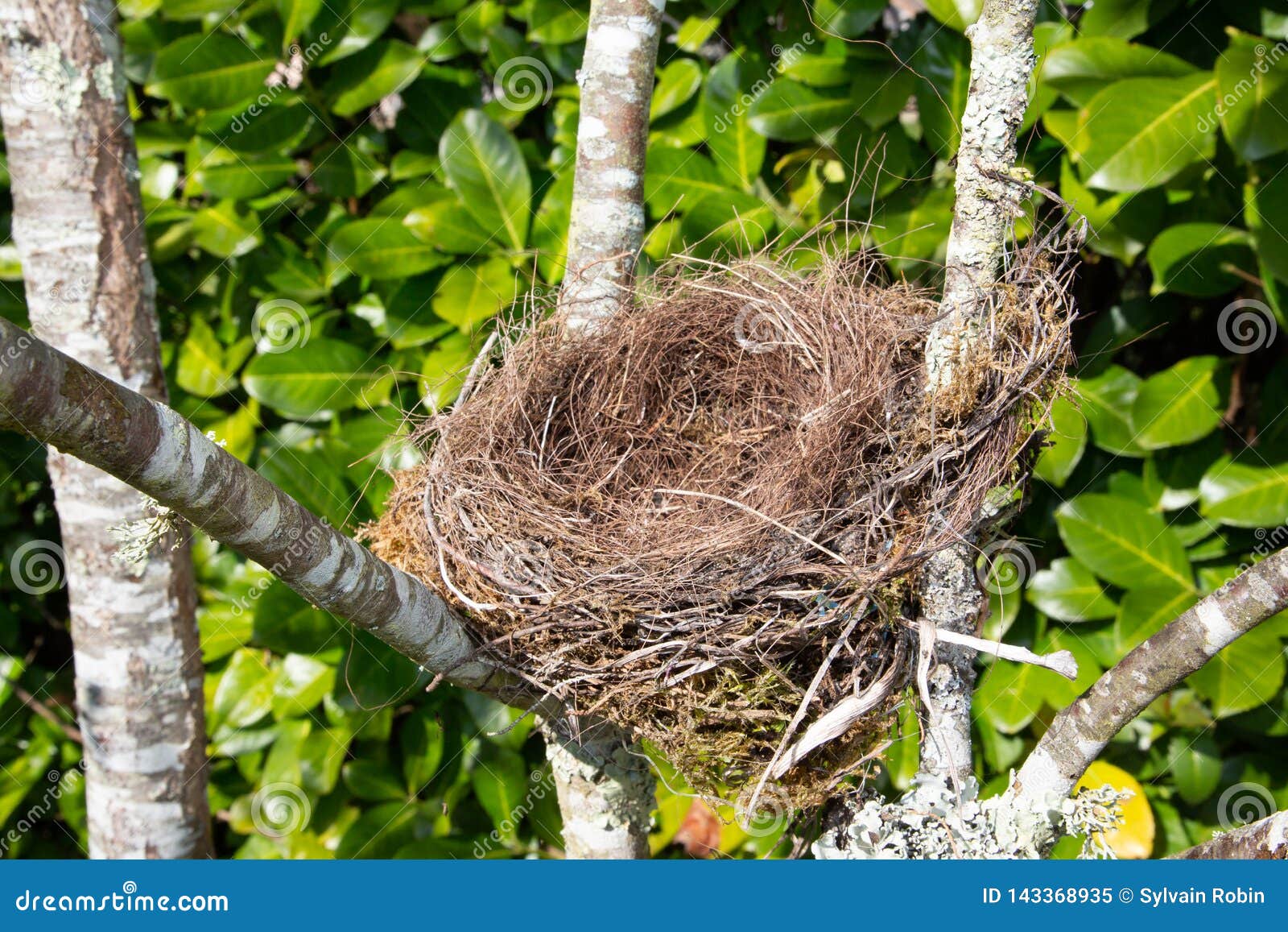 Nest Wild Bird in the Spring Garden Stock Image - Image of small, bush ...