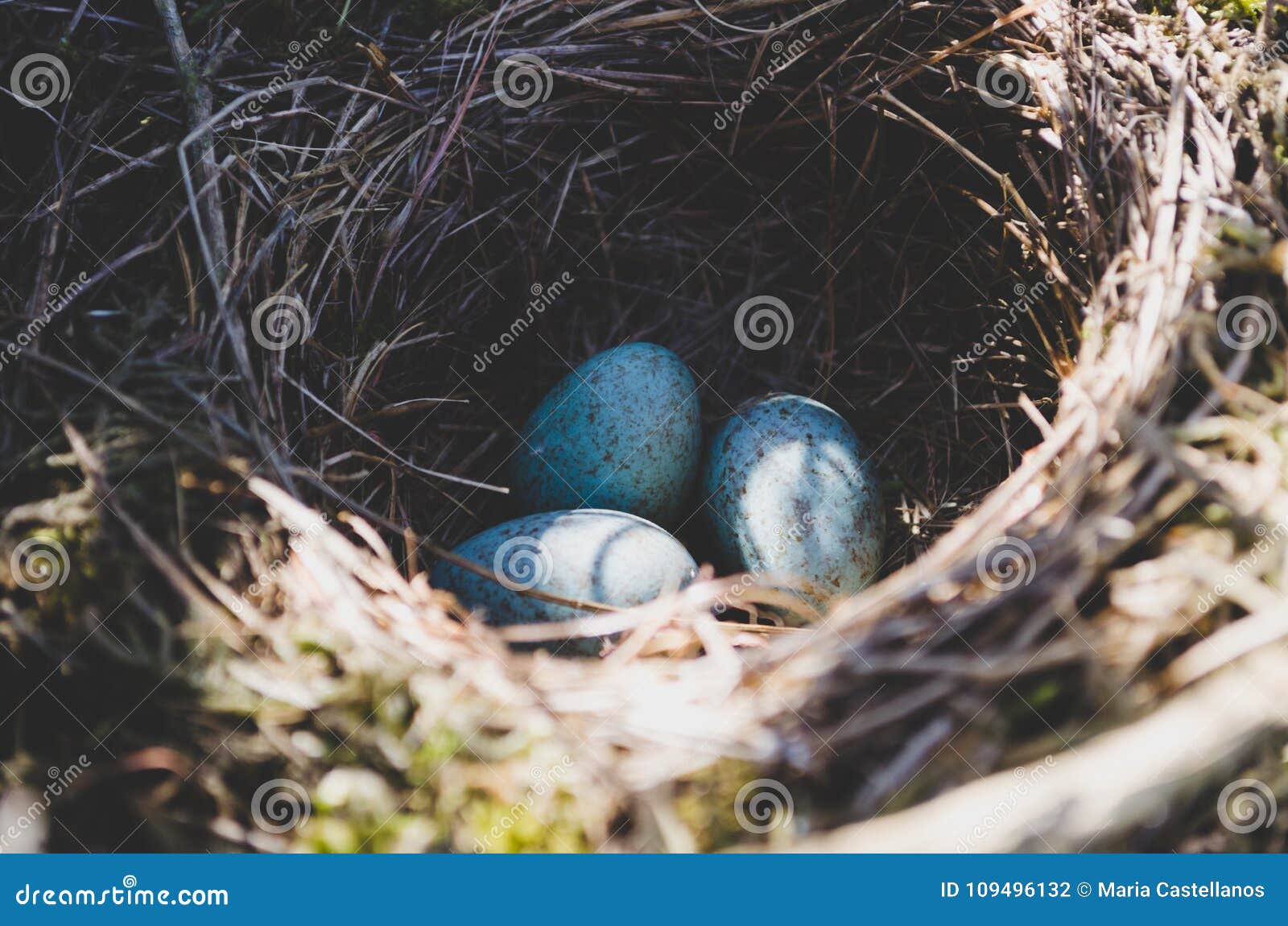 Nest with Wild Blue Eggs. Close-up Front View. Stock Photo - Image of ...