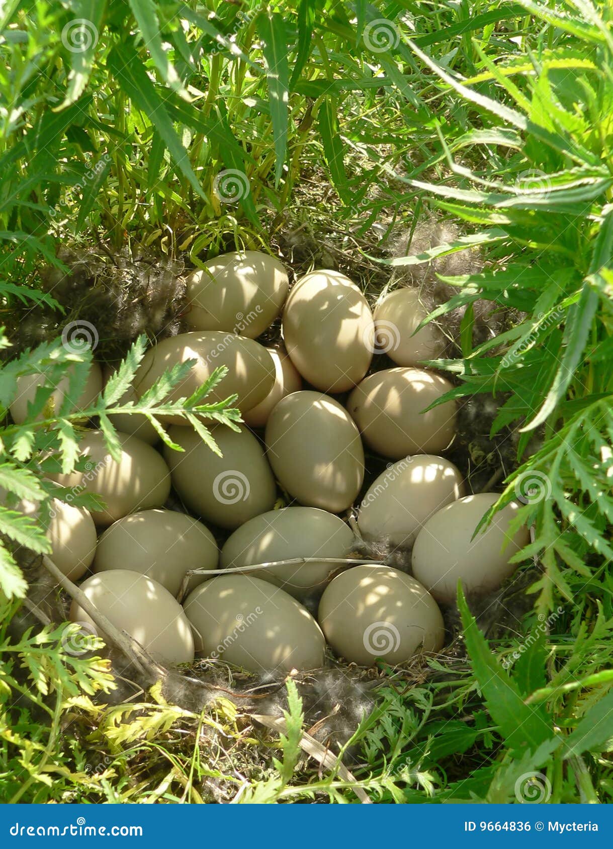Nest of wild duck stock photo. Image of fluff, feather - 9664836