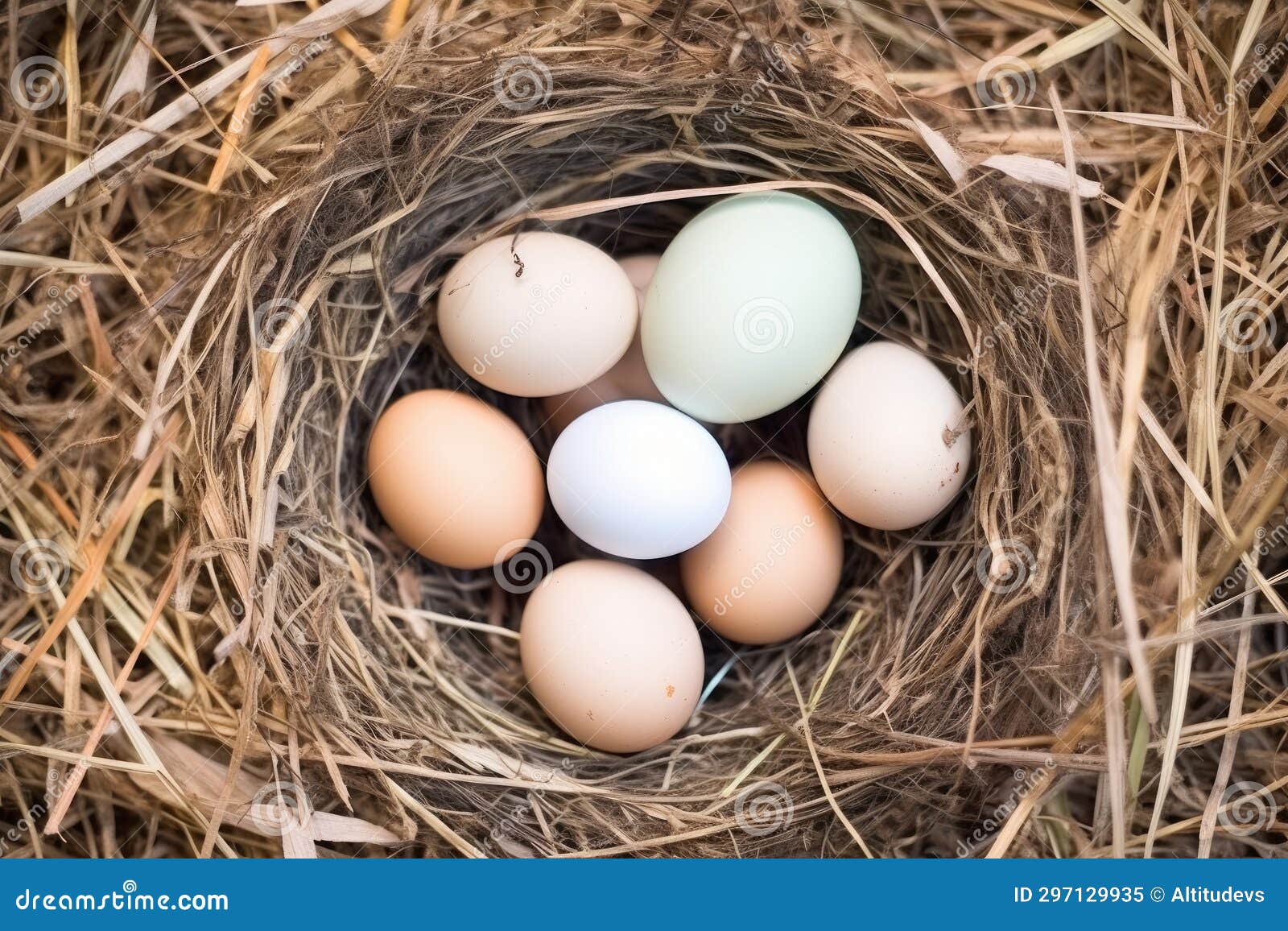Nested Eggs Captured from a Top-down Perspective Stock Image - Image of ...
