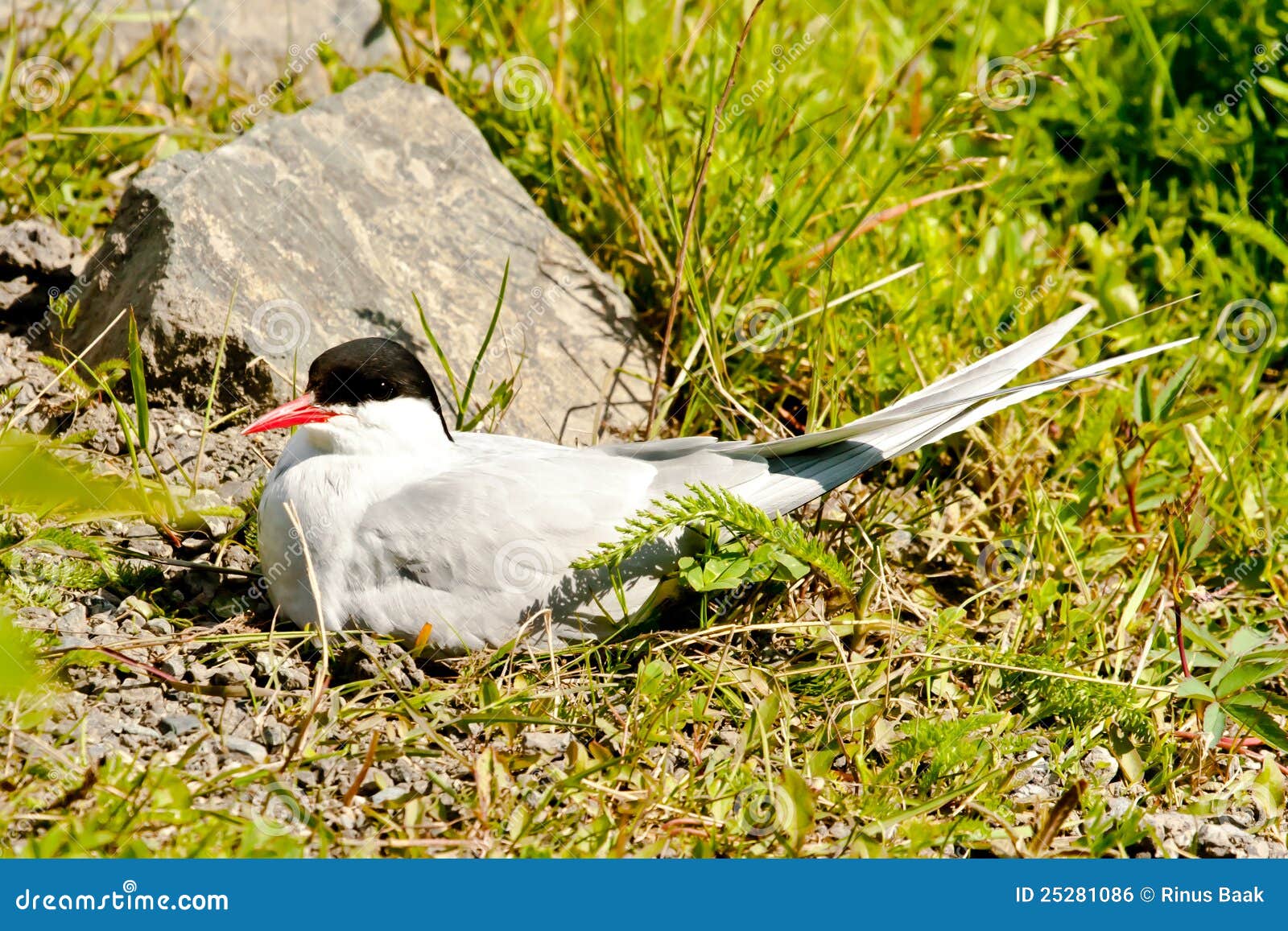 Nesting Arctic Tern stock photo. Image of white, sitting - 25281086