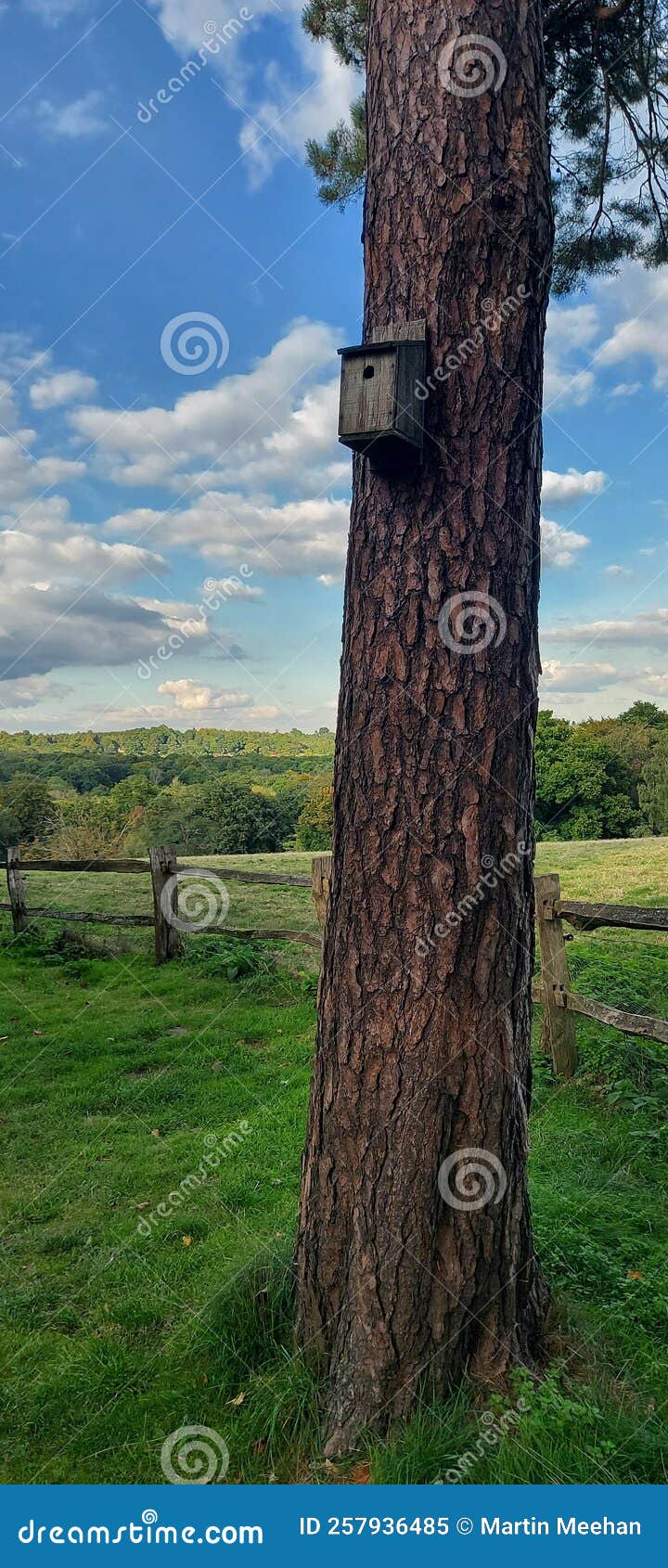 Nesting Bird Box on a Tree Trunk. Stock Image - Image of autumn, forest ...
