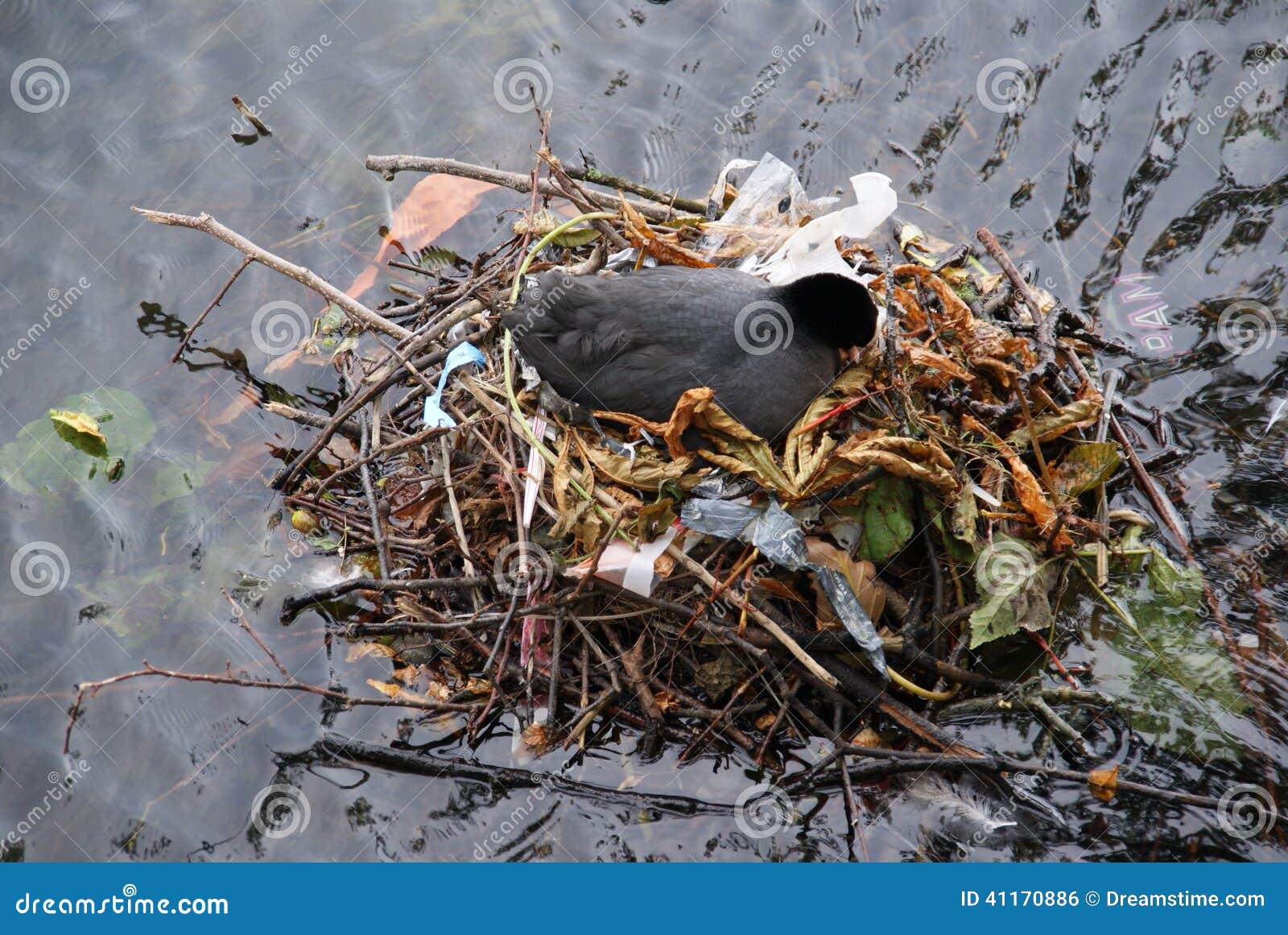 Nesting bird on garbage stock photo. Image of nesting - 41170886