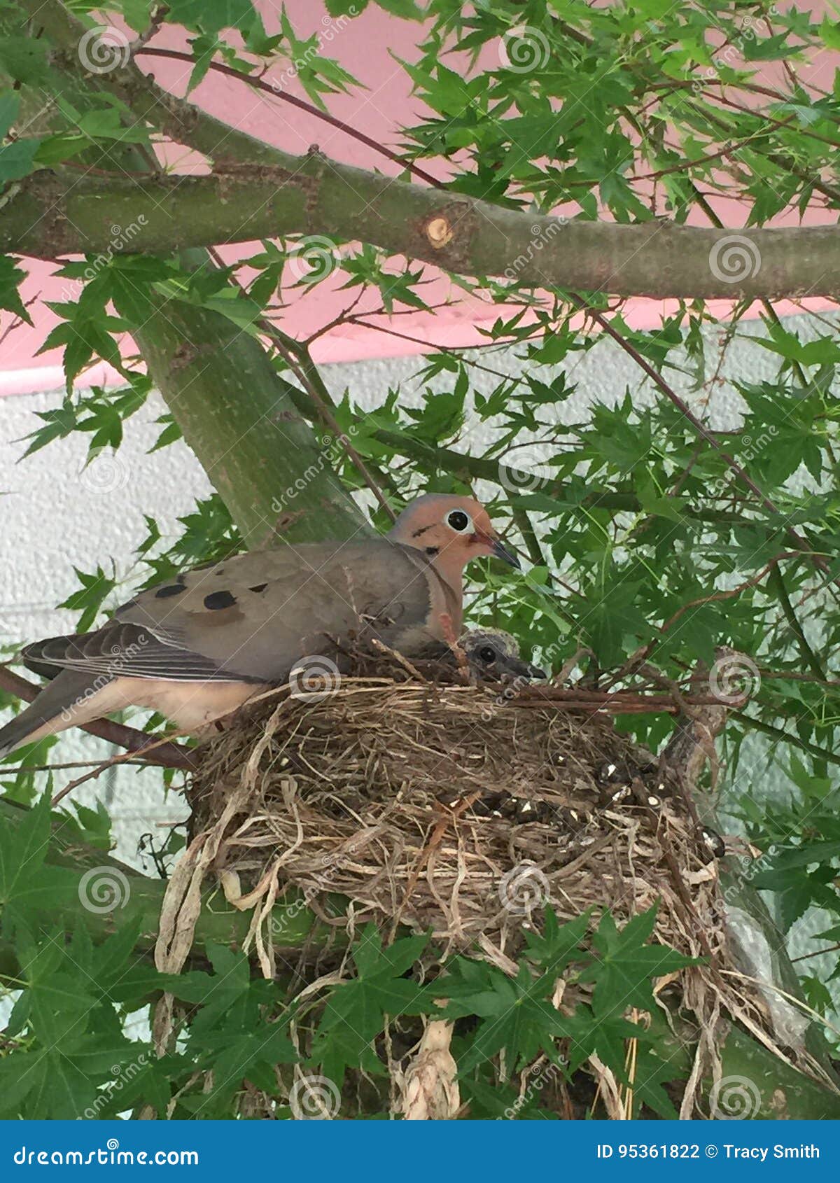 Nesting bird in tree stock photo. Image of nesting, tree - 95361822